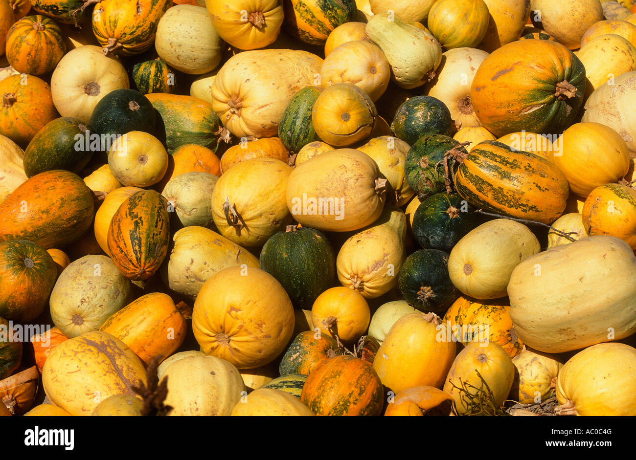 Melons being harvested in Turkey Stock Photo - Alamy