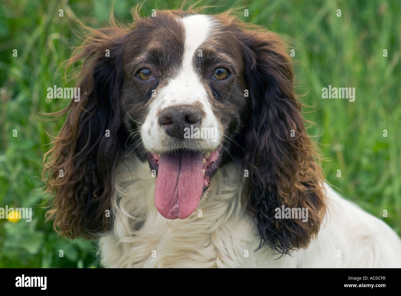 Cocker spaniel cross hi-res stock photography and images - Alamy