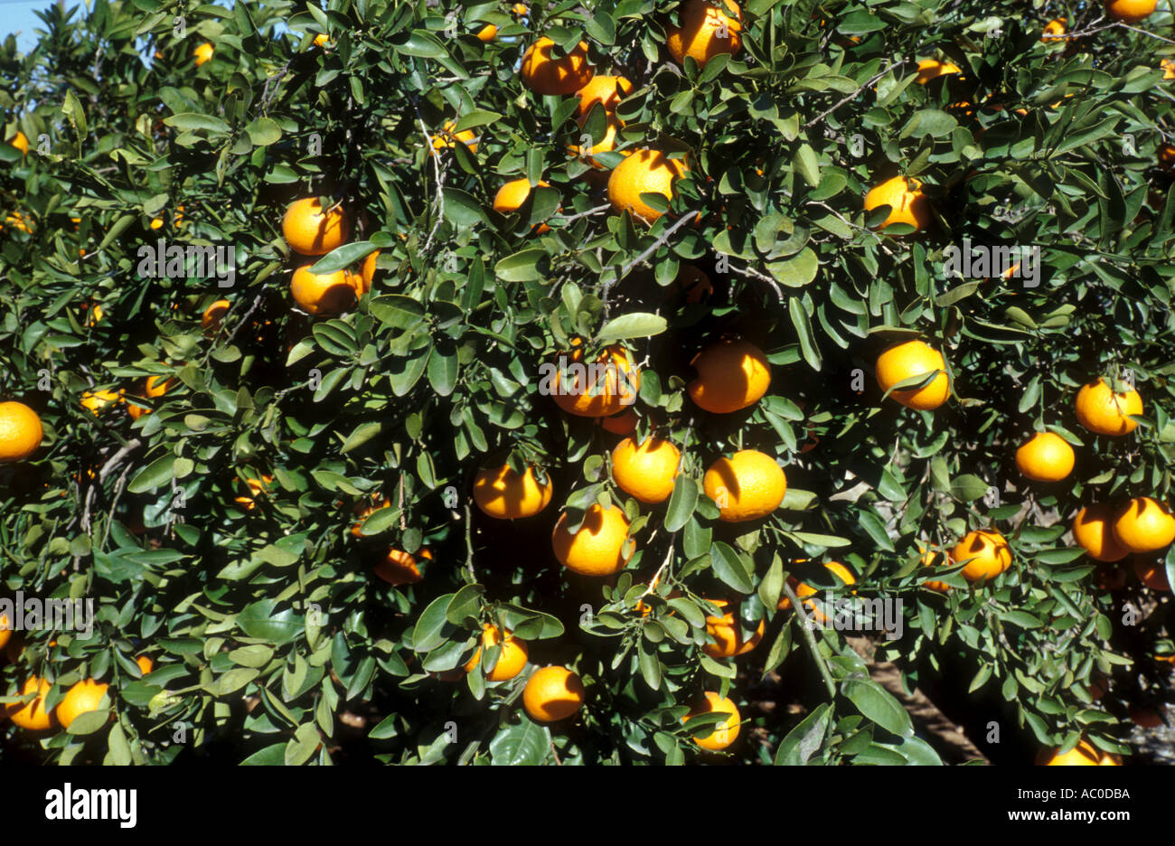 Orange tree LOCATION Orange grove Pego Alicante Spain Stock Photo - Alamy