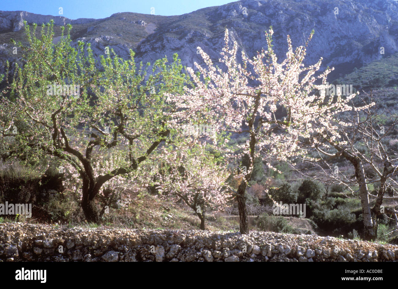 Cherry tree in blossom LOCATION Near Alpatro Alicante Valencia Spain ...