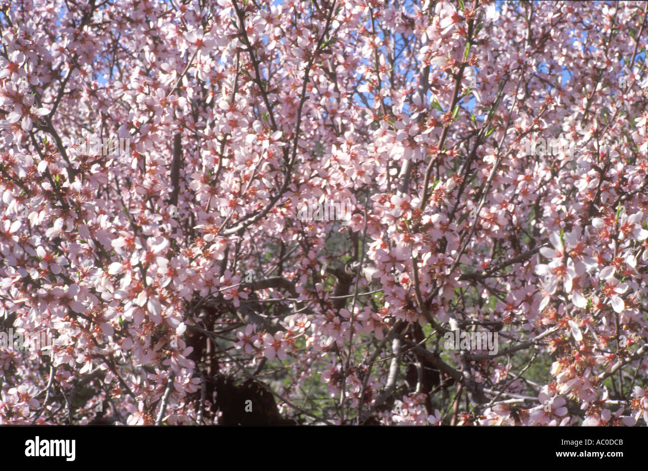 Cherry tree in blossom LOCATION Near Alpatro Alicante Valencia Spain ...