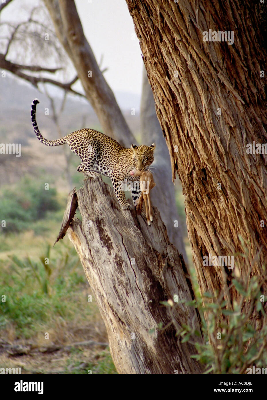 Leopard panthera pardus with prey in tree in Samuburu National Park ...