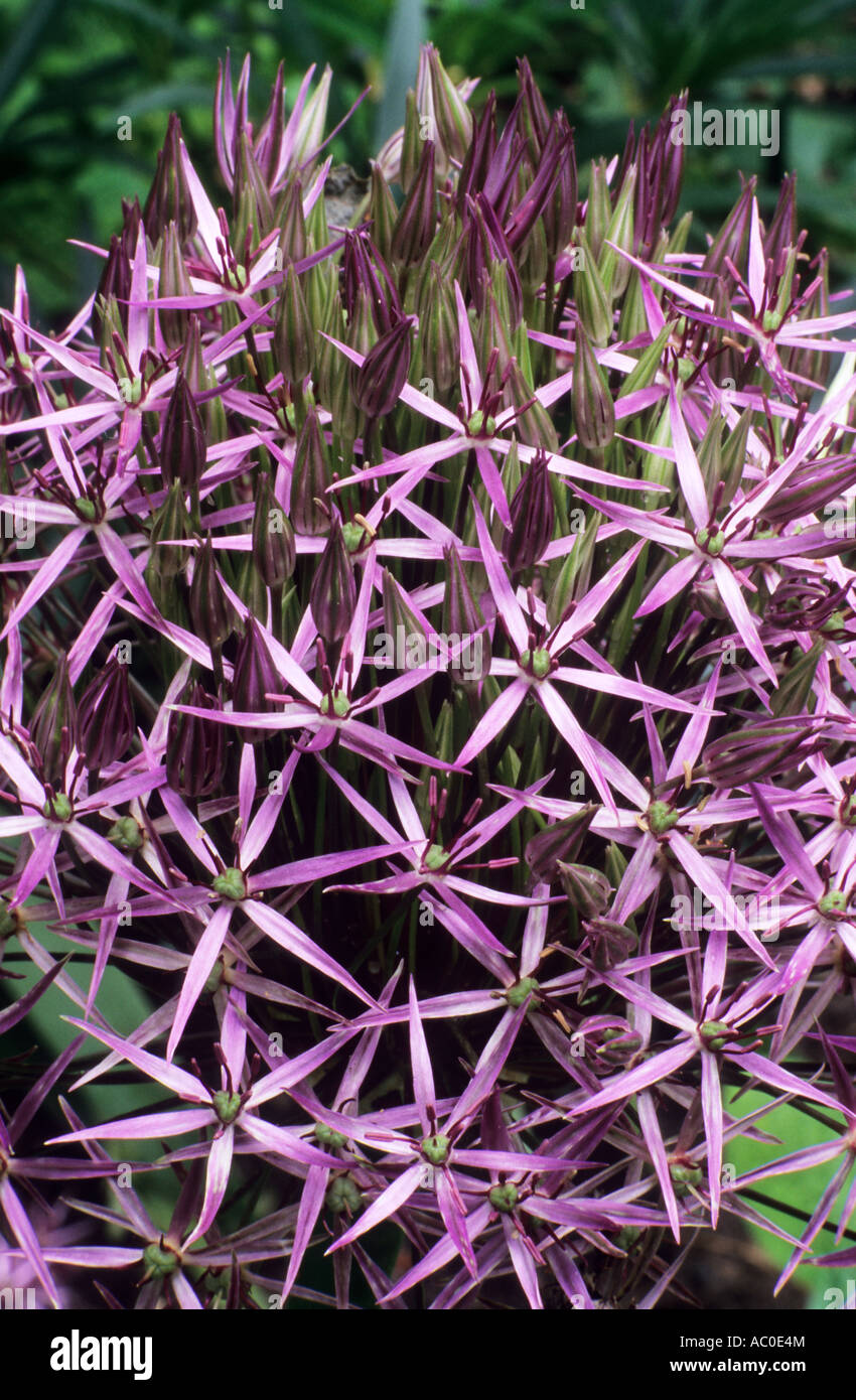 Allium family hi-res stock photography and images - Alamy
