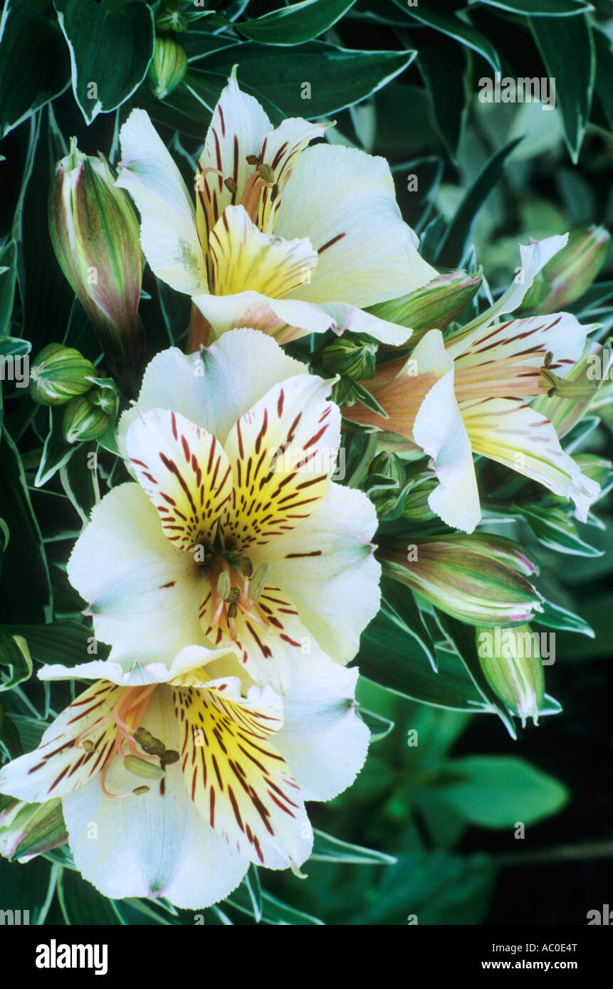 Alstroemeria Princess Fabiana Stock Photo - Alamy