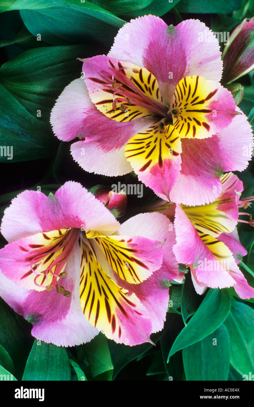 Alstroemeria Princess Paola alstroemerias Stock Photo - Alamy