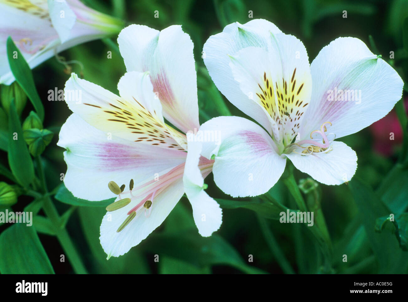 Blushing bride hi-res stock photography and images - Alamy