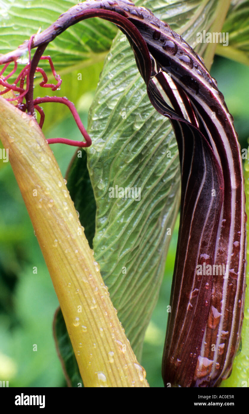 Arisaema hi-res stock photography and images - Alamy