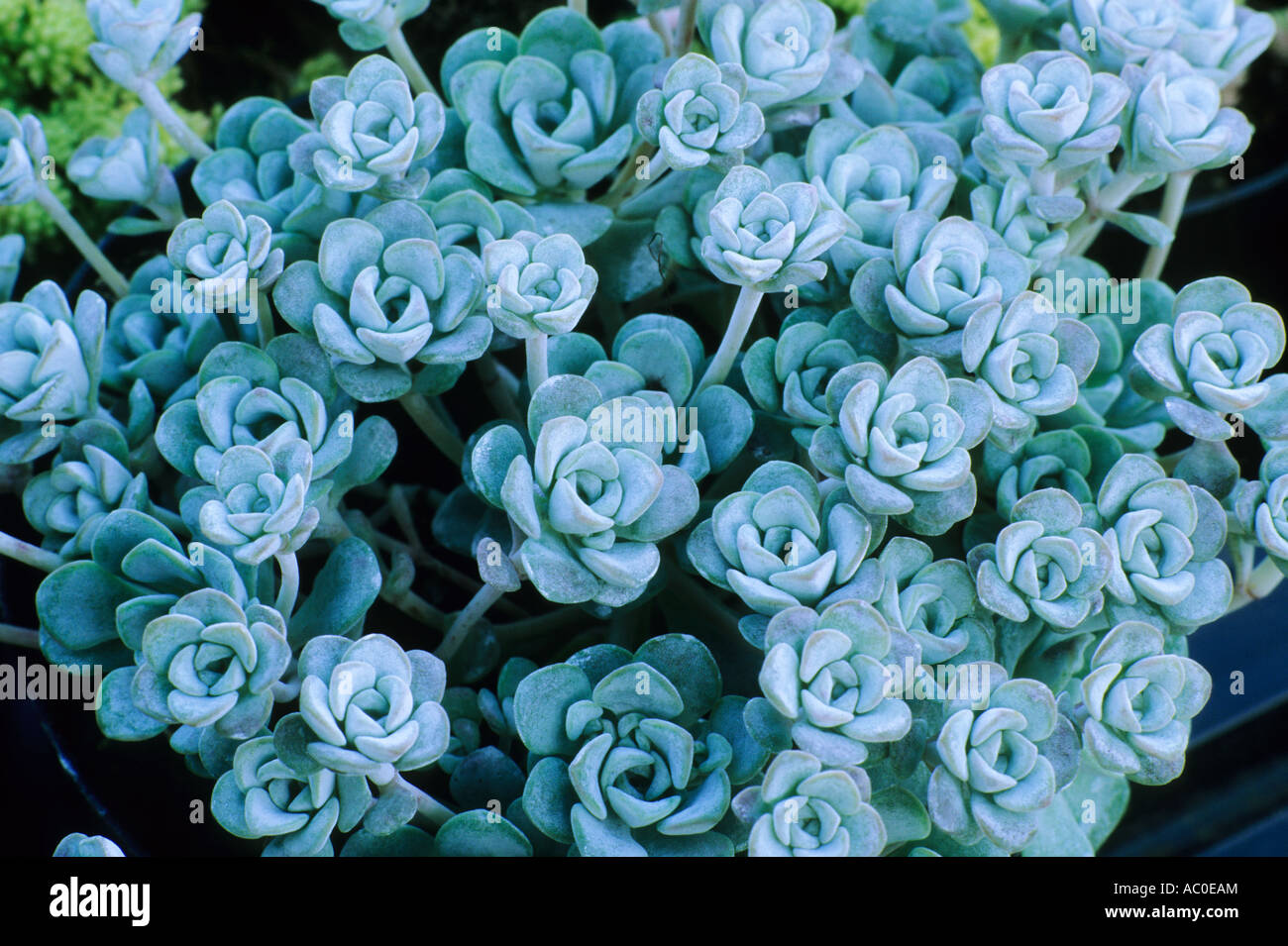 Sedum spathulifolium cape blanco hi-res stock photography and images ...