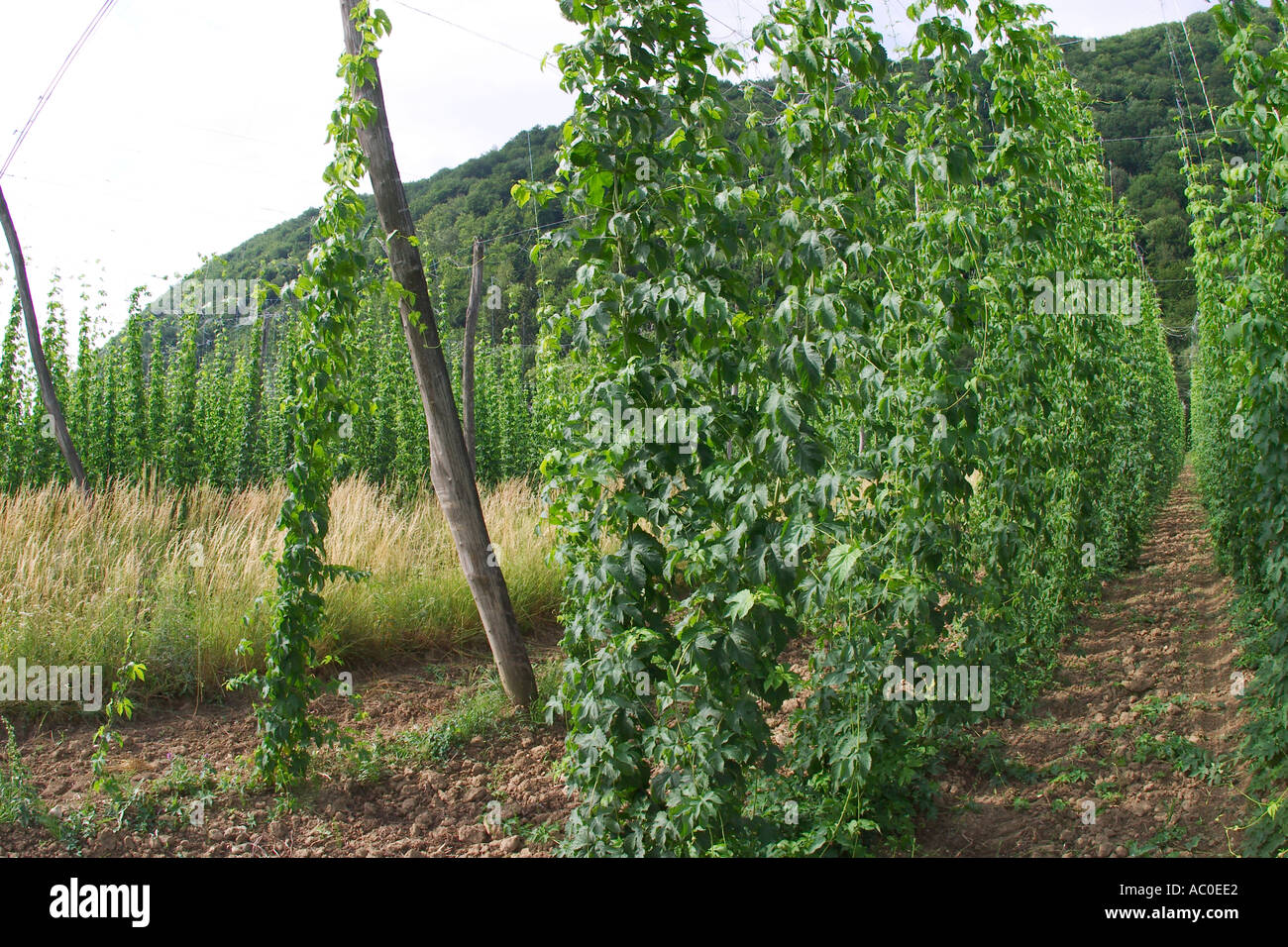 Hop garden in culture landscape Kozjansko Slovenia Stock Photo - Alamy