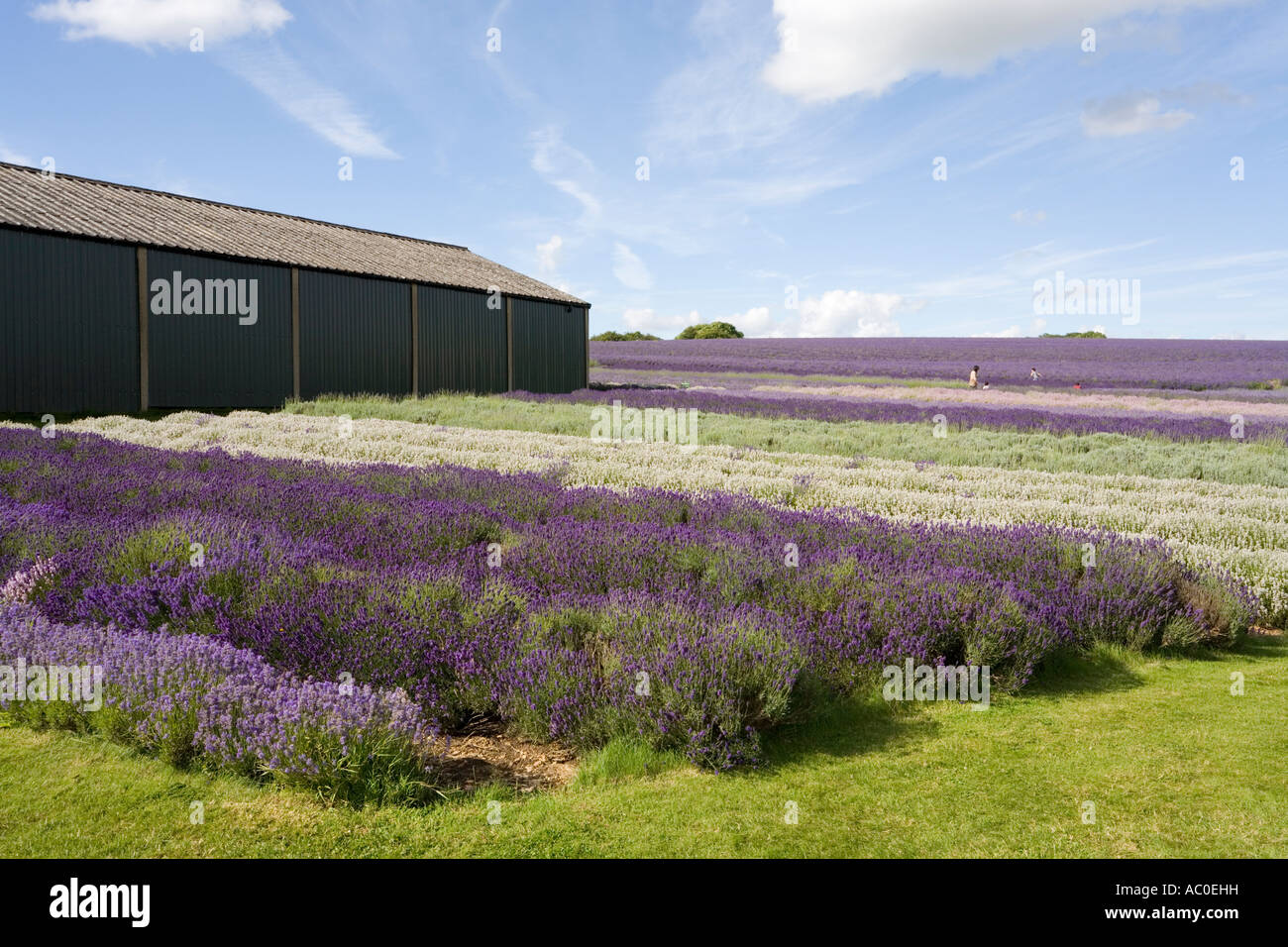Snowshill Lavender Farm near the Cotswold village of Snowshill ...