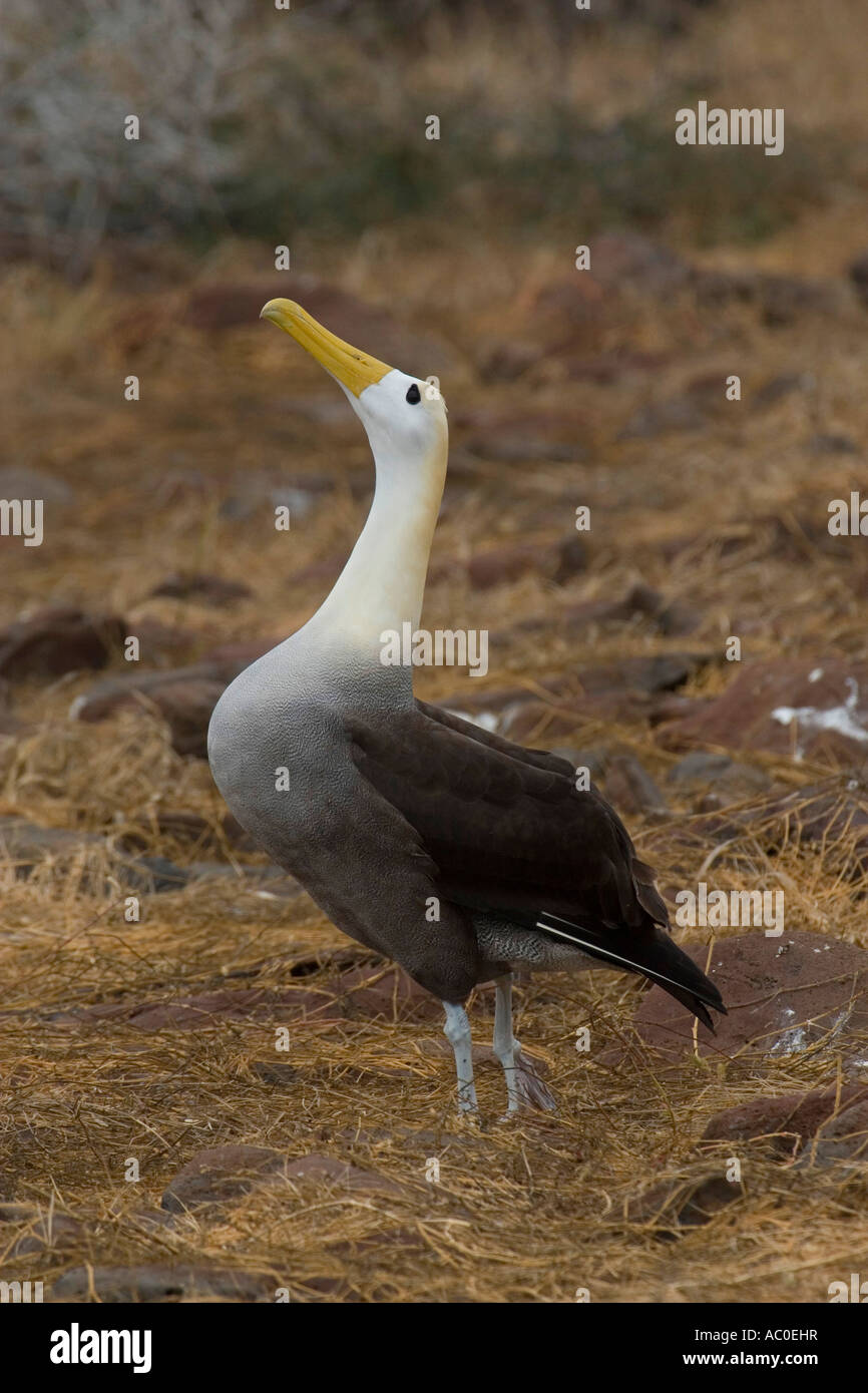 Waved Albatross Espanola Island Galapagos Stock Photo - Alamy