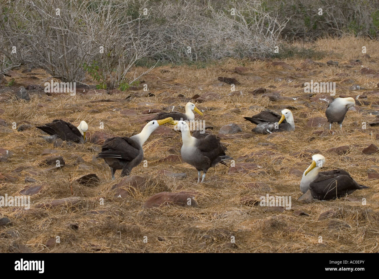Nesting colony of displaying waved albatross s on Espanola island ...