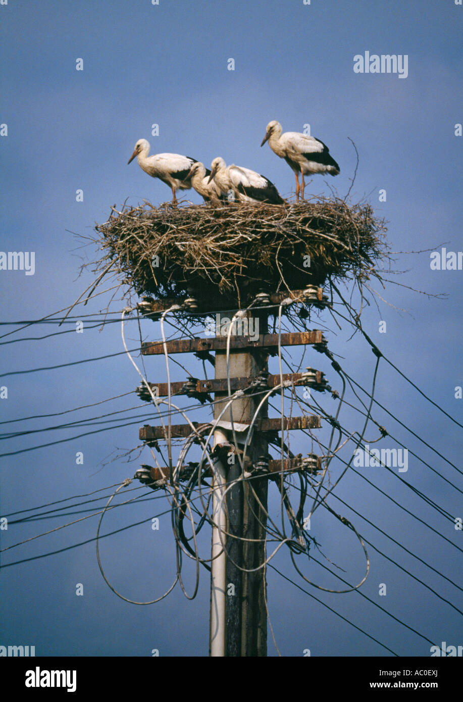 Young storks in nest on telegraph pole Transylvania Romania Stock Photo ...