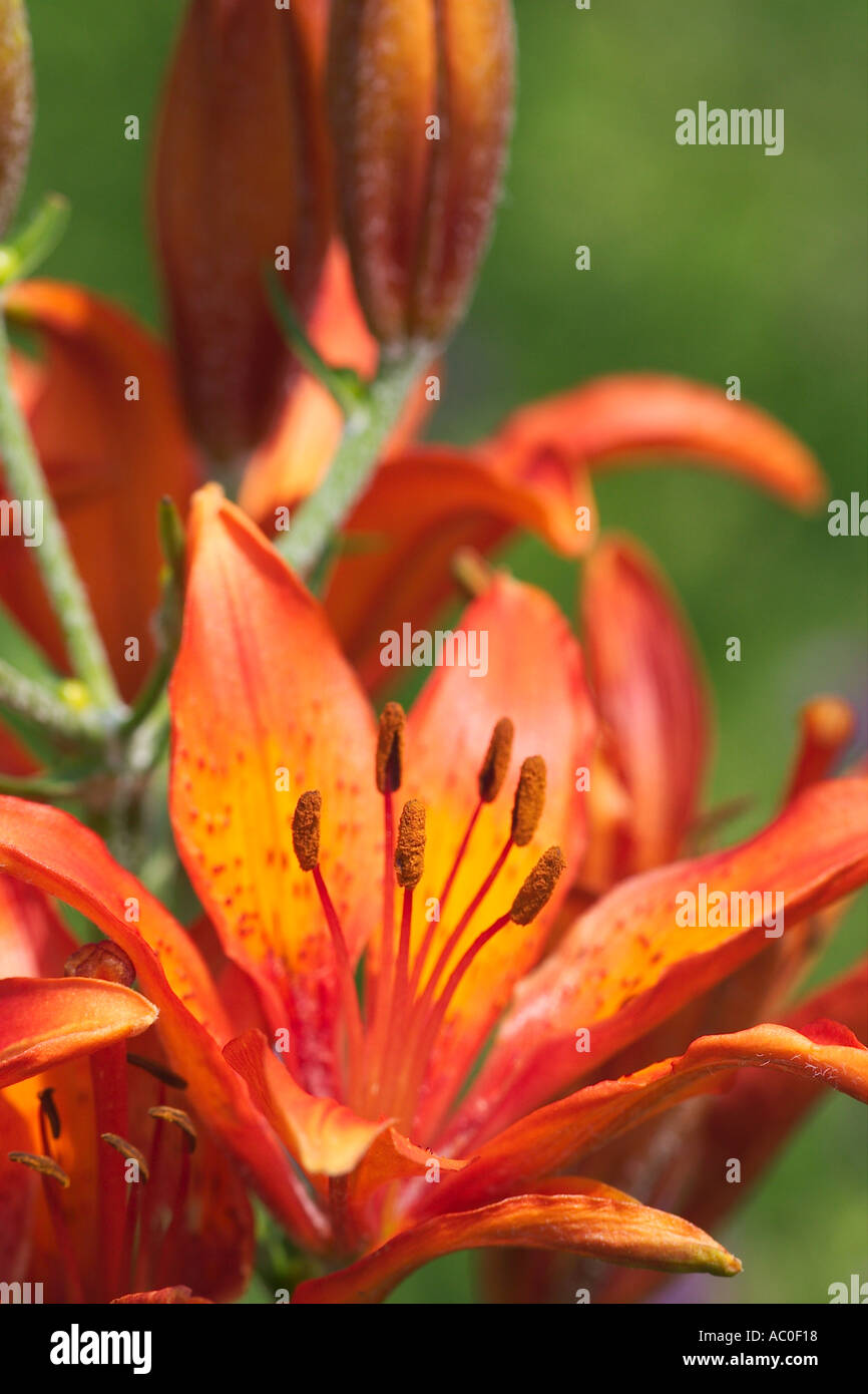 The gorgeous orange lily of the European Alps In July the orange ...