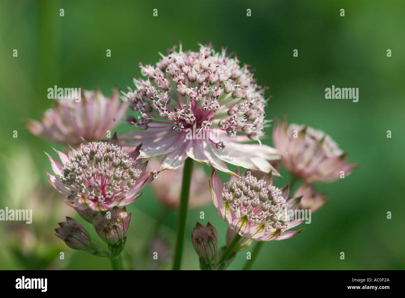 Greater masterwort astrantia major hi-res stock photography and images ...