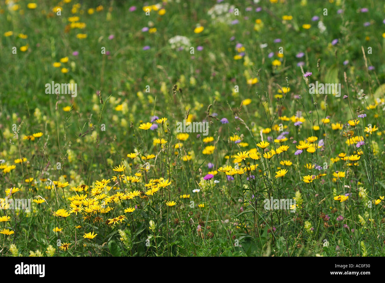 Meadow with flowers on the Mountain Slivnica Slovenia Stock Photo - Alamy