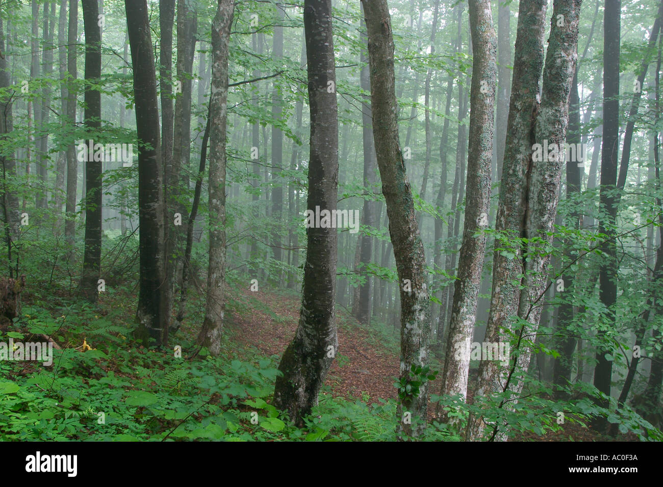 Slivnica hi-res stock photography and images - Alamy