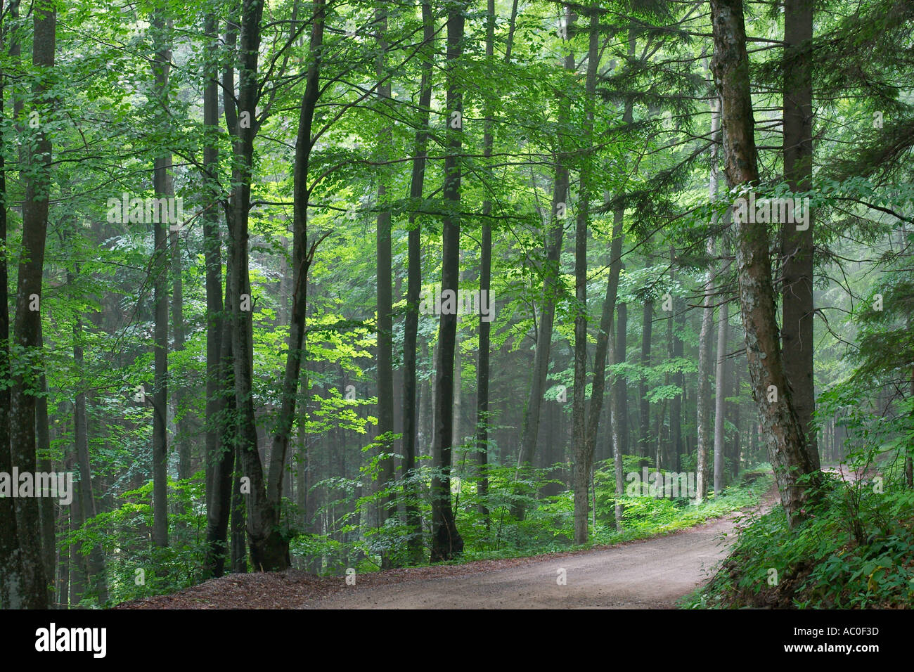 Forest mountain Slivnica Slovenia Stock Photo - Alamy