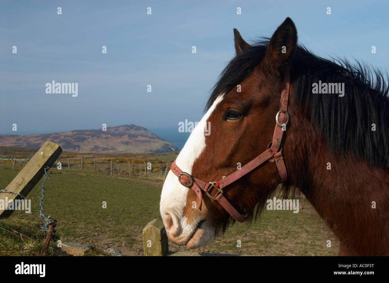 Manx Horse And West Coast View Cregneash IOM Stock Photo - Alamy