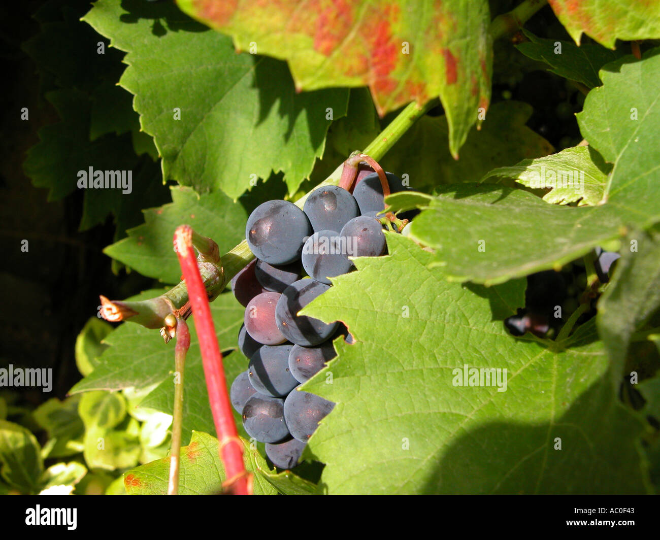 grapes on vine Stock Photo - Alamy