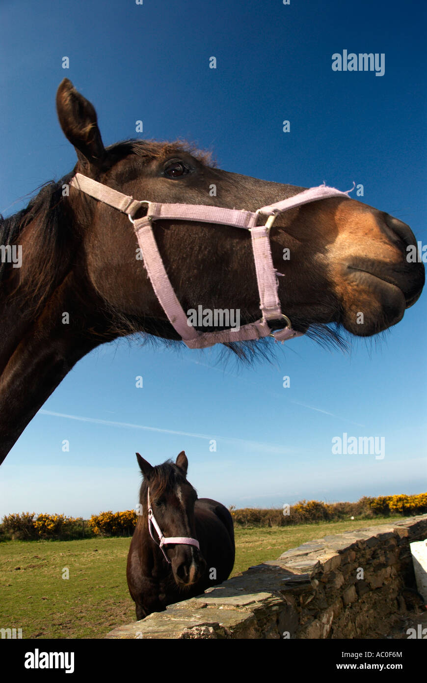Two Horses Grazing At Jurby IOM Stock Photo - Alamy