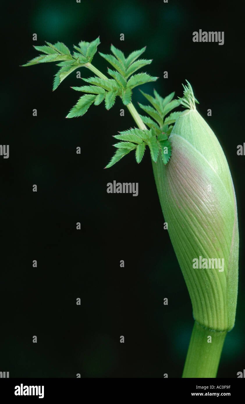 Garden Angelica North Rhine Westphalia Germany Angelica archangelica ...