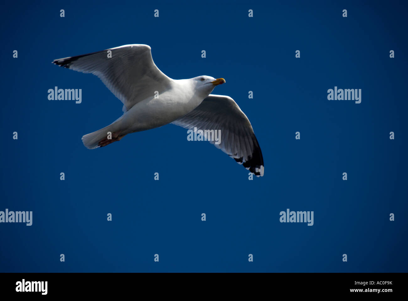 Seagull In Flight At Peel Harbour IOM Stock Photo - Alamy