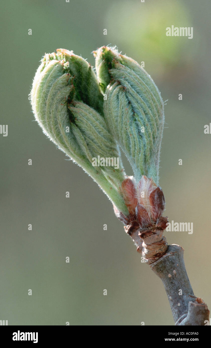 Beech young leaves in spring Sweden Fagus sylvatica Stock Photo - Alamy