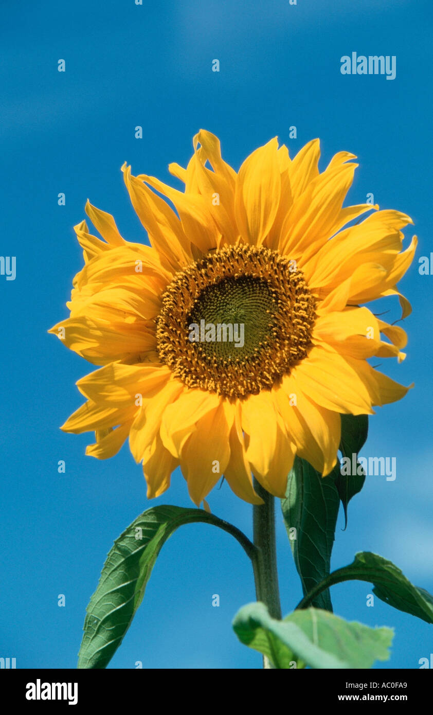 Sunflower Helianthus annuus Stock Photo - Alamy