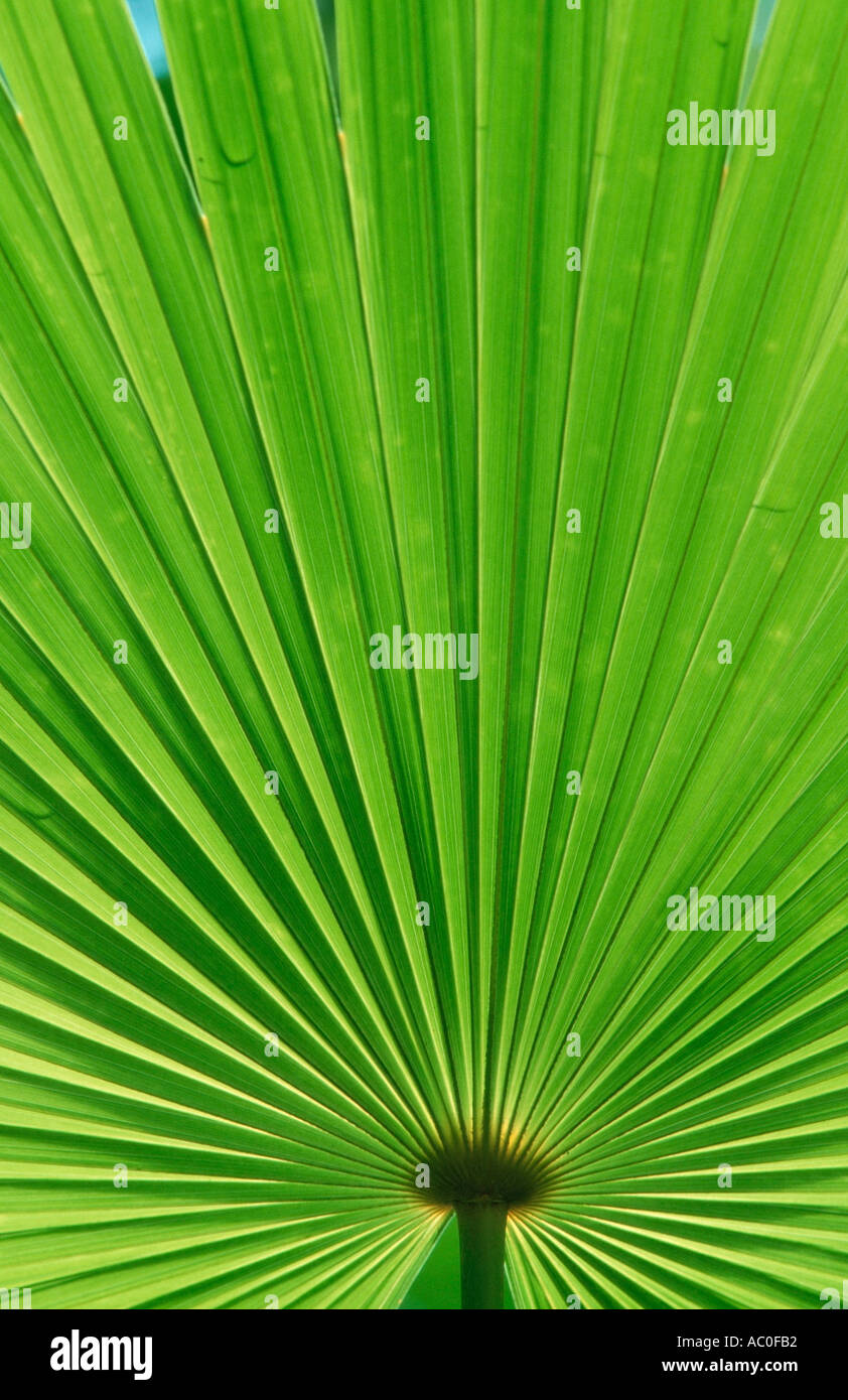Palmetto leaf detail Everglades national park Florida USA Serenoa ...