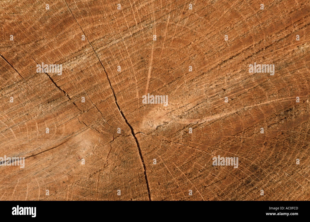 Wood cross section of a tree trunk Germany Stock Photo - Alamy