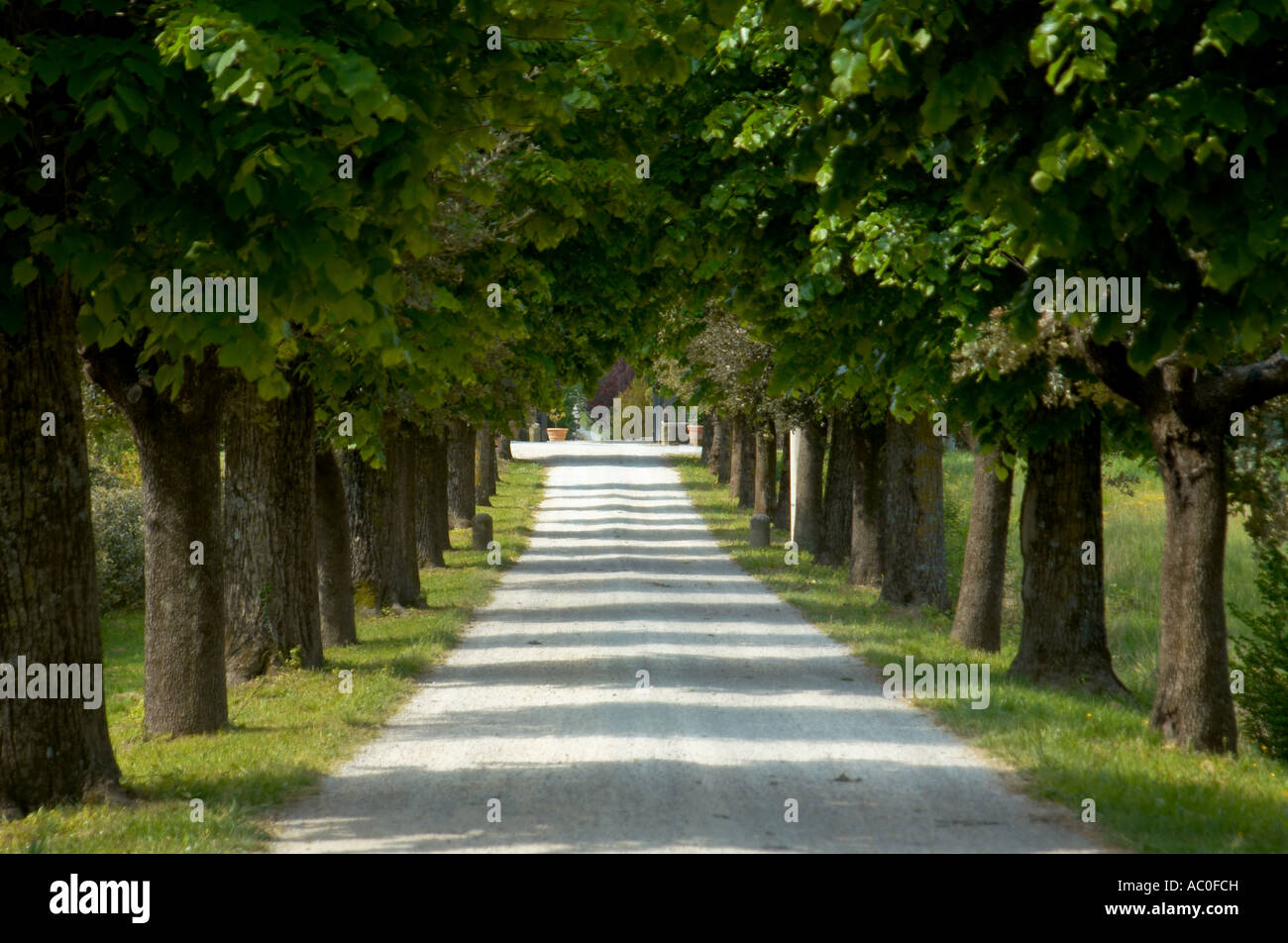Tree lined road route hi-res stock photography and images - Alamy