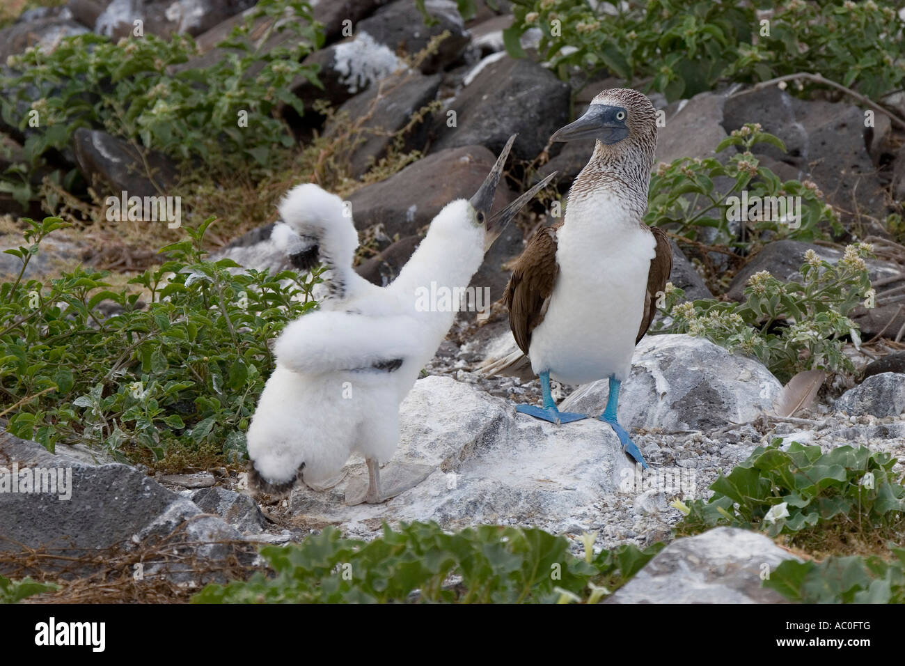 young blue footed booby begging for food from adult Stock Photo - Alamy