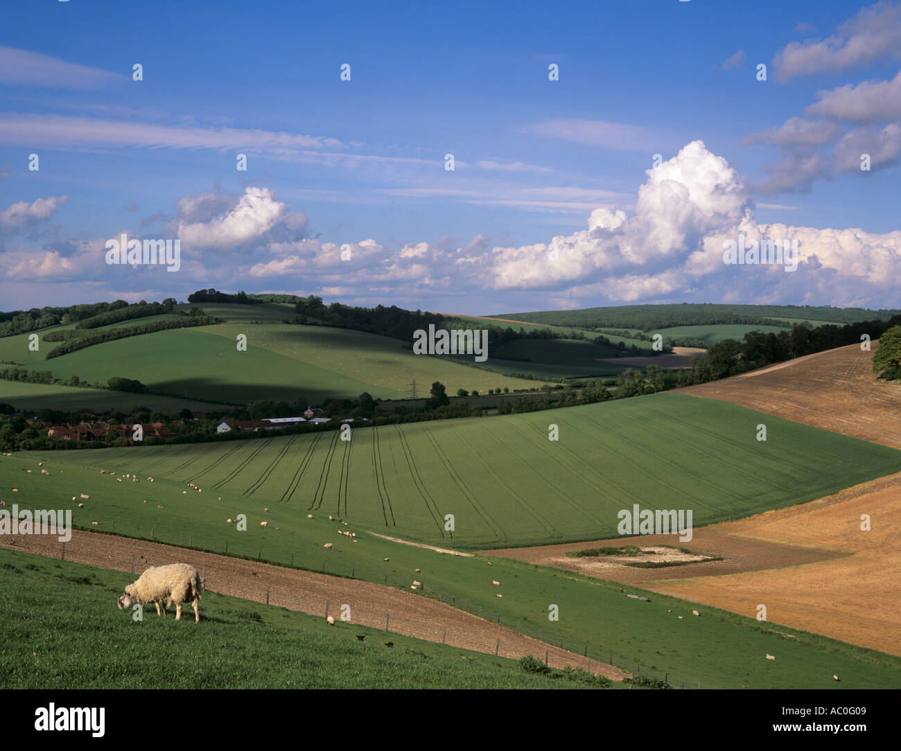 RURAL LANDSCAPE in South Downs National Park with sheep grazing in ...