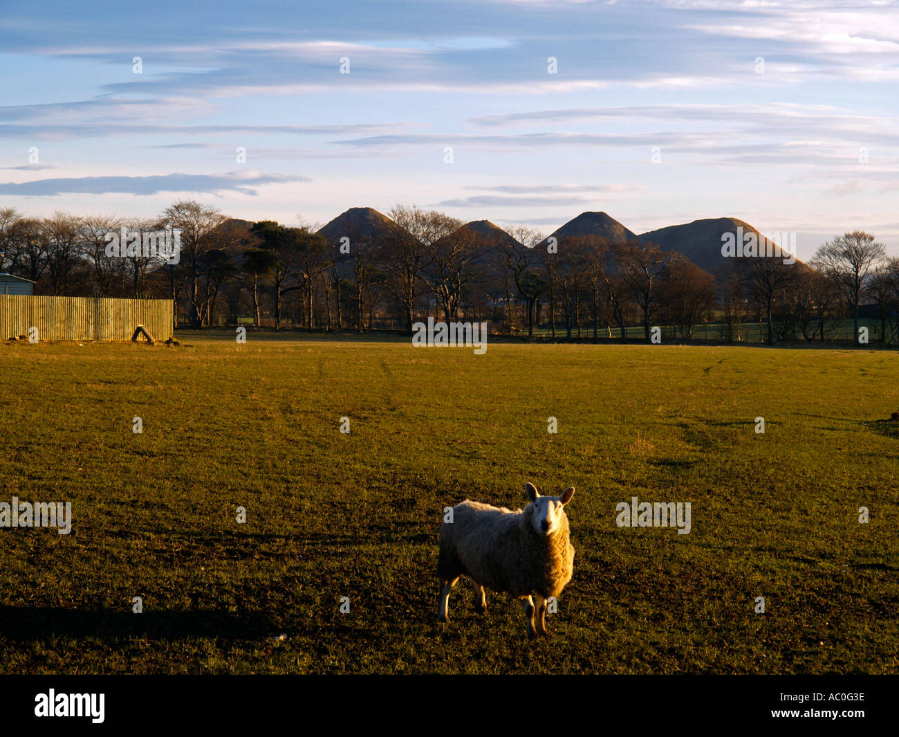 Scotish sheep hi-res stock photography and images - Alamy
