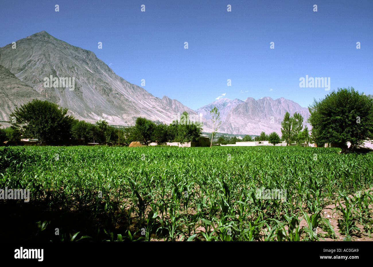 Pakistan Azad Kashmir Gilgit maize fields Stock Photo - Alamy