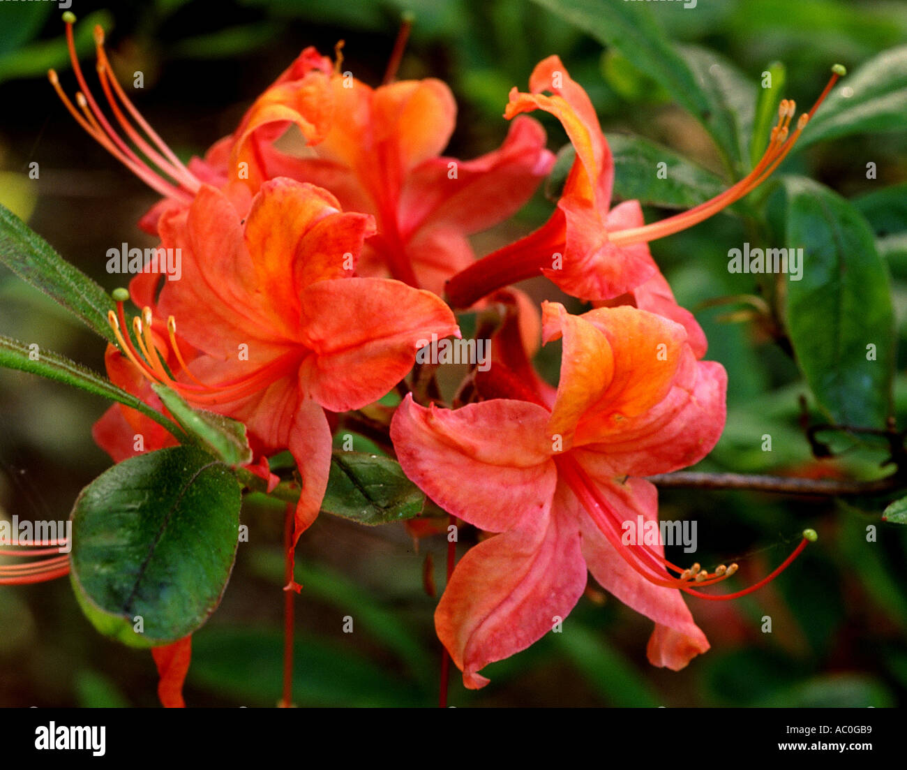 Orange azalea flowers blooming Rhododendron Stock Photo - Alamy
