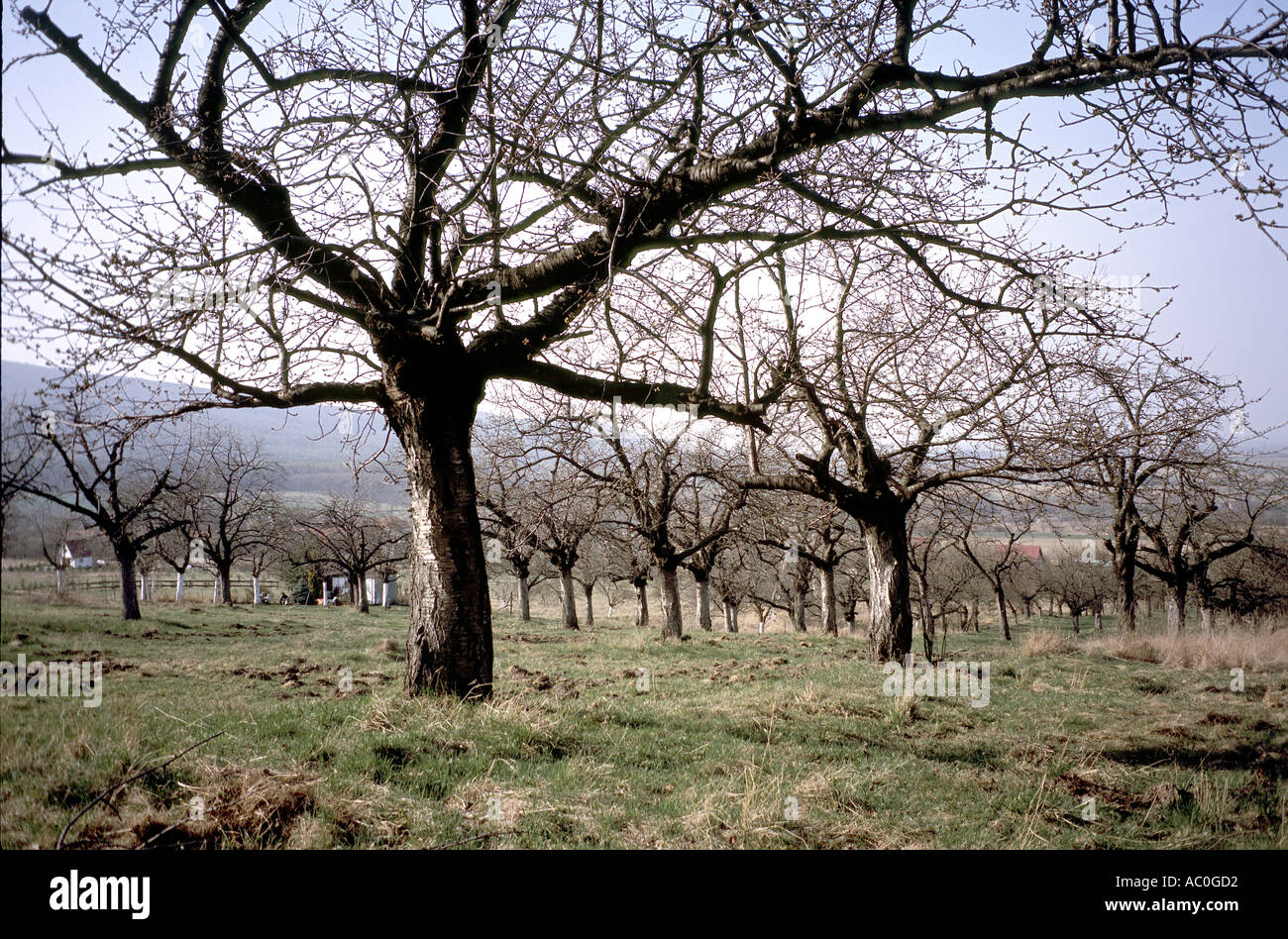 Old Cherry trees in winter Prunus avium Stock Photo - Alamy