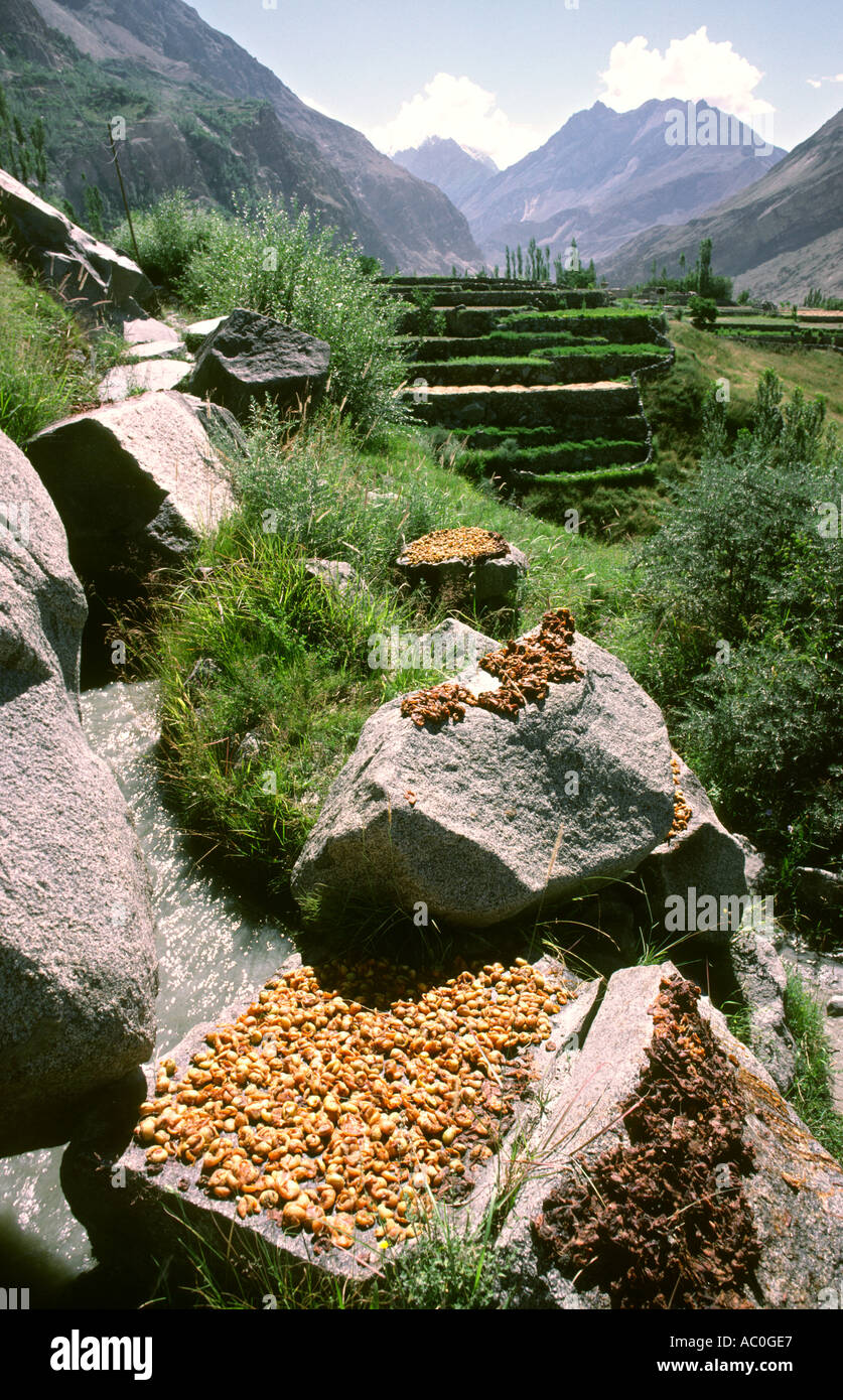 Pakistan Azad Kashmir Karimabad Hunza Valley drying apricots Stock ...