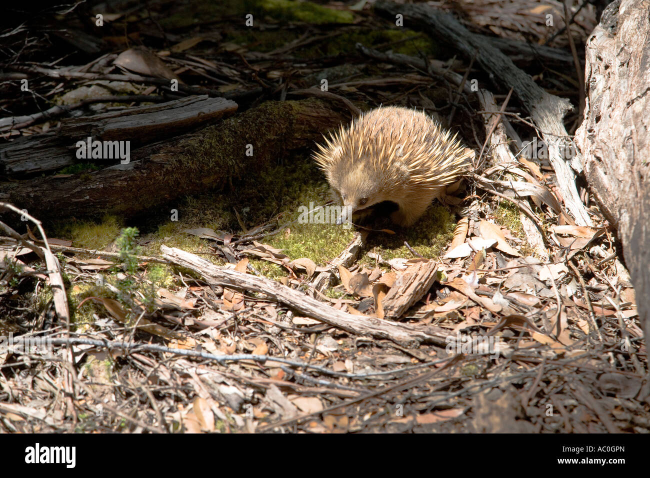 An echidna or spiny ant eater in the central highlands of Tasmania ...