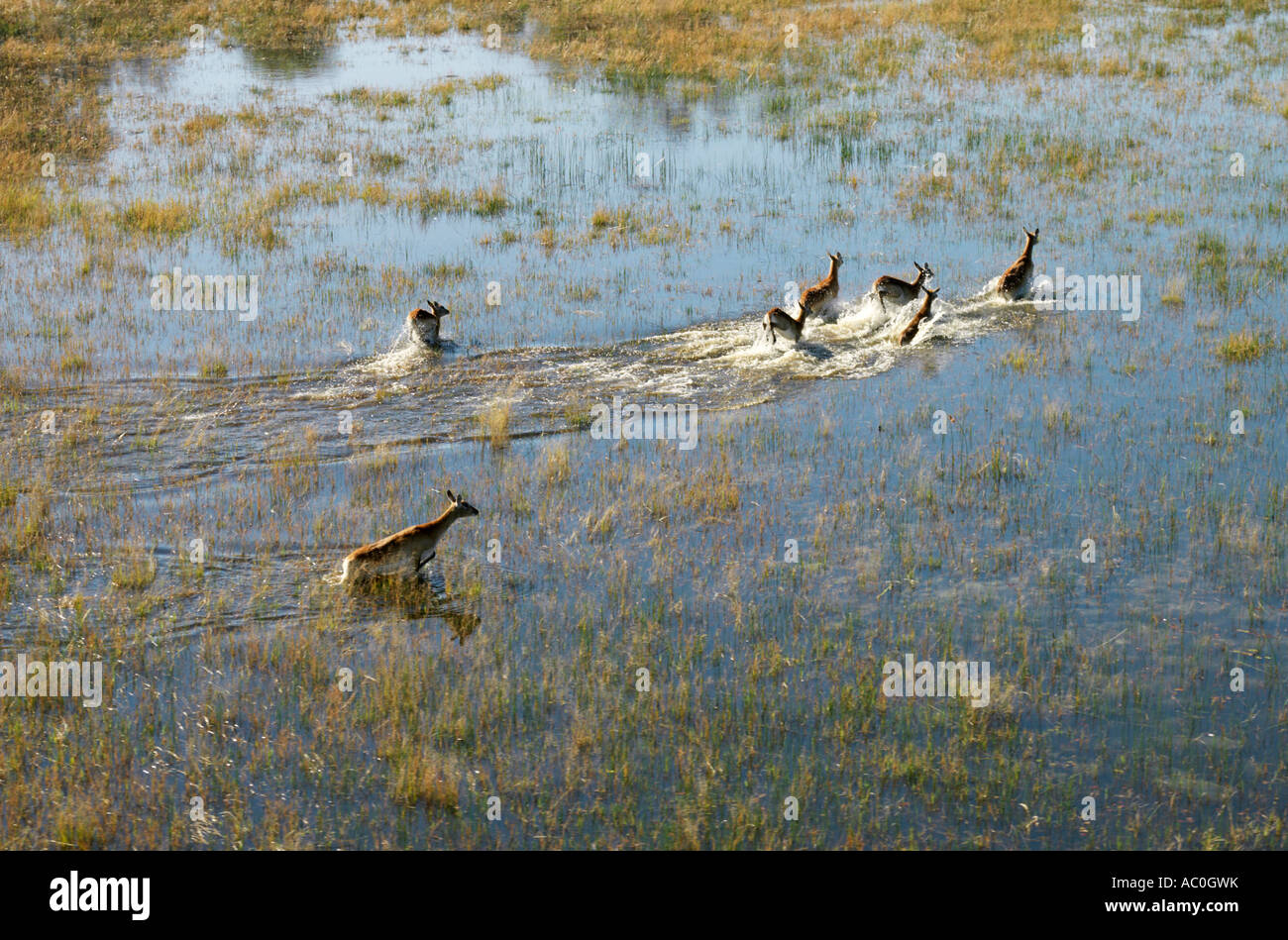 Lechwe okavango aerial hi-res stock photography and images - Alamy