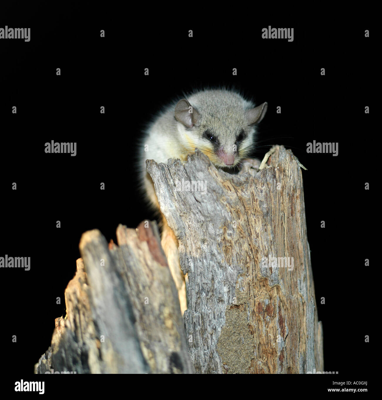 Mouse river hi-res stock photography and images - Alamy
