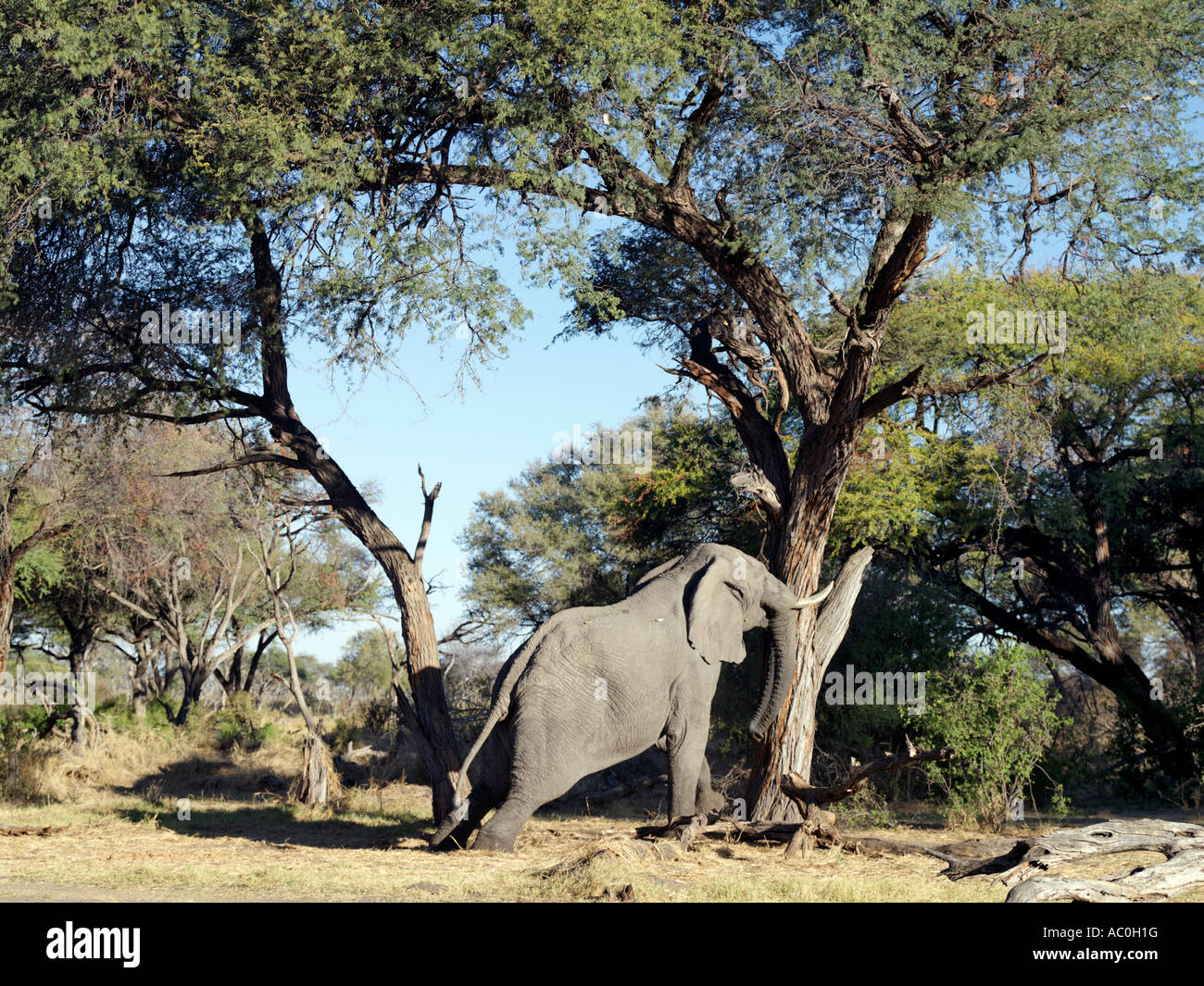 An elephant trying to push down an Acacia tree to eat the seed pods ...