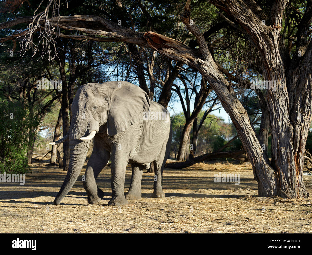 Elephant acacia okavango hi-res stock photography and images - Alamy