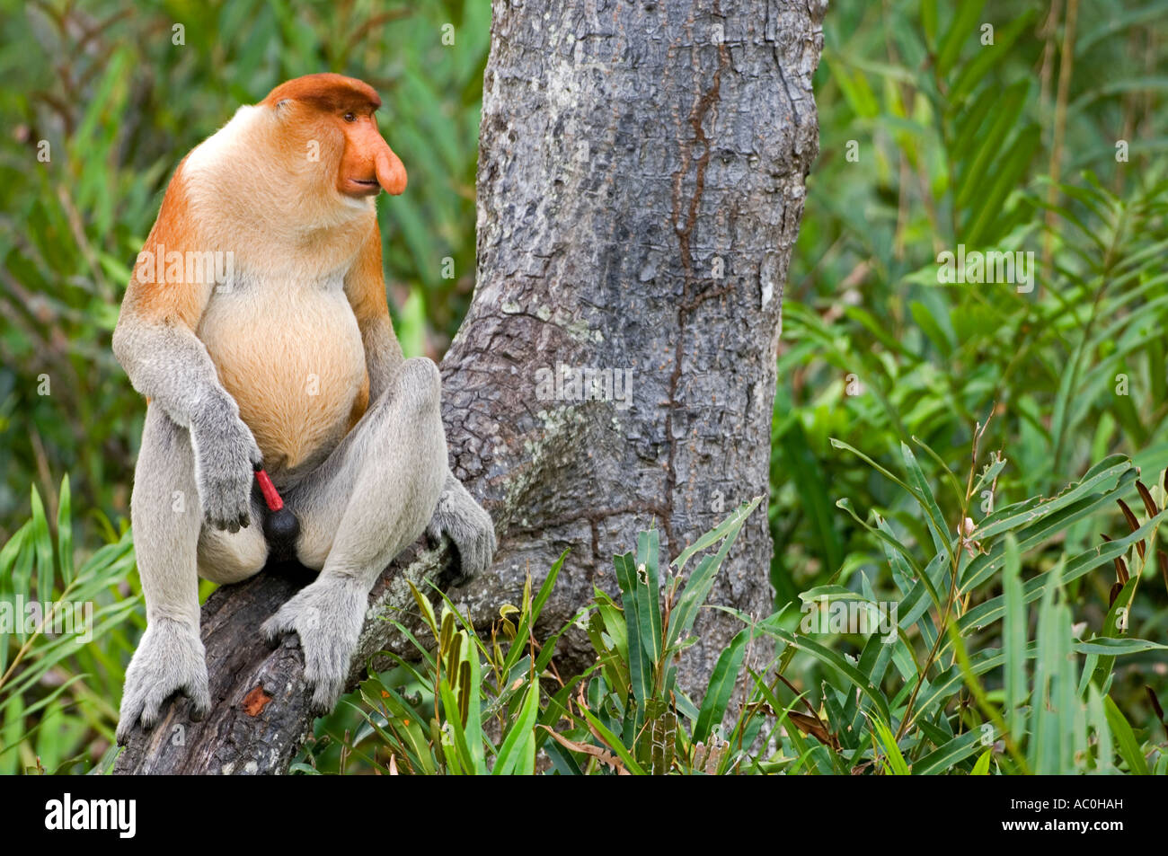 Alpha male Proboscis Monkey in territorial stance sabah Borneo Stock ...