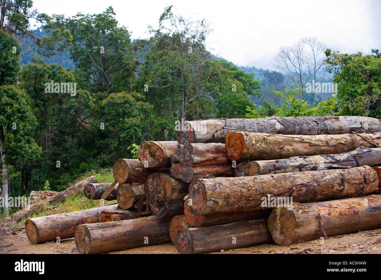 Logging and deforistation of primary rainforest in the Crocker Range ...