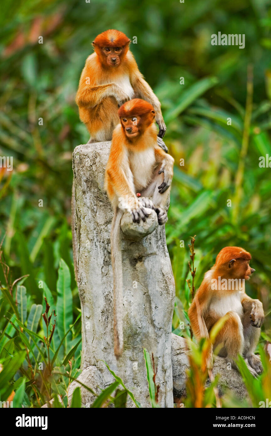 Proboscus monkey young showing characteristic features Sabah Borneo ...