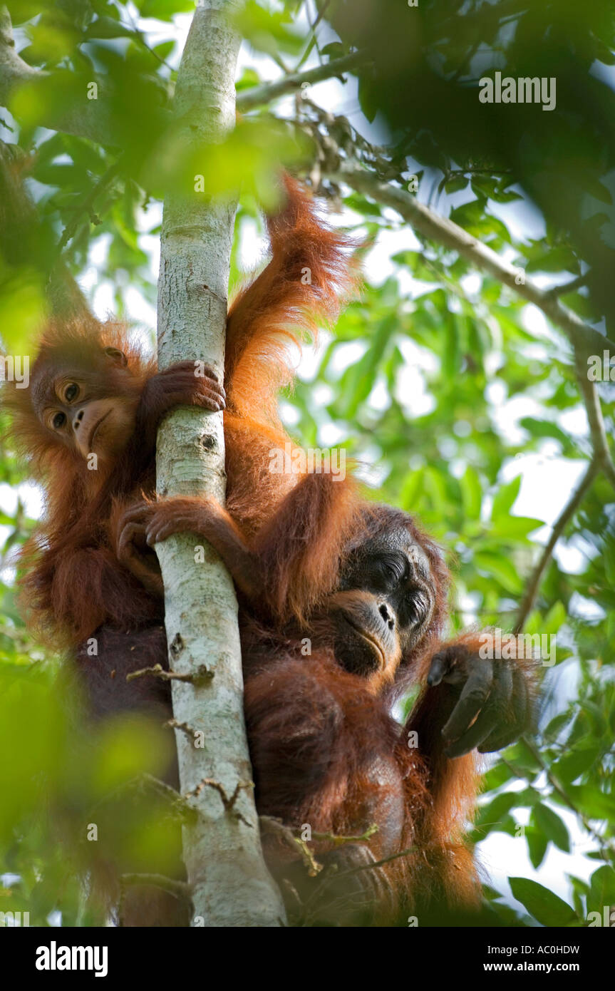 Wild orangutans in arboral settings in rainforest near Sepilok Borneo ...