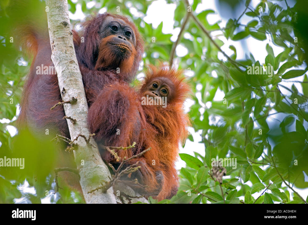 Wild orangutans in arboral settings in rainforest near Sepilok Borneo ...