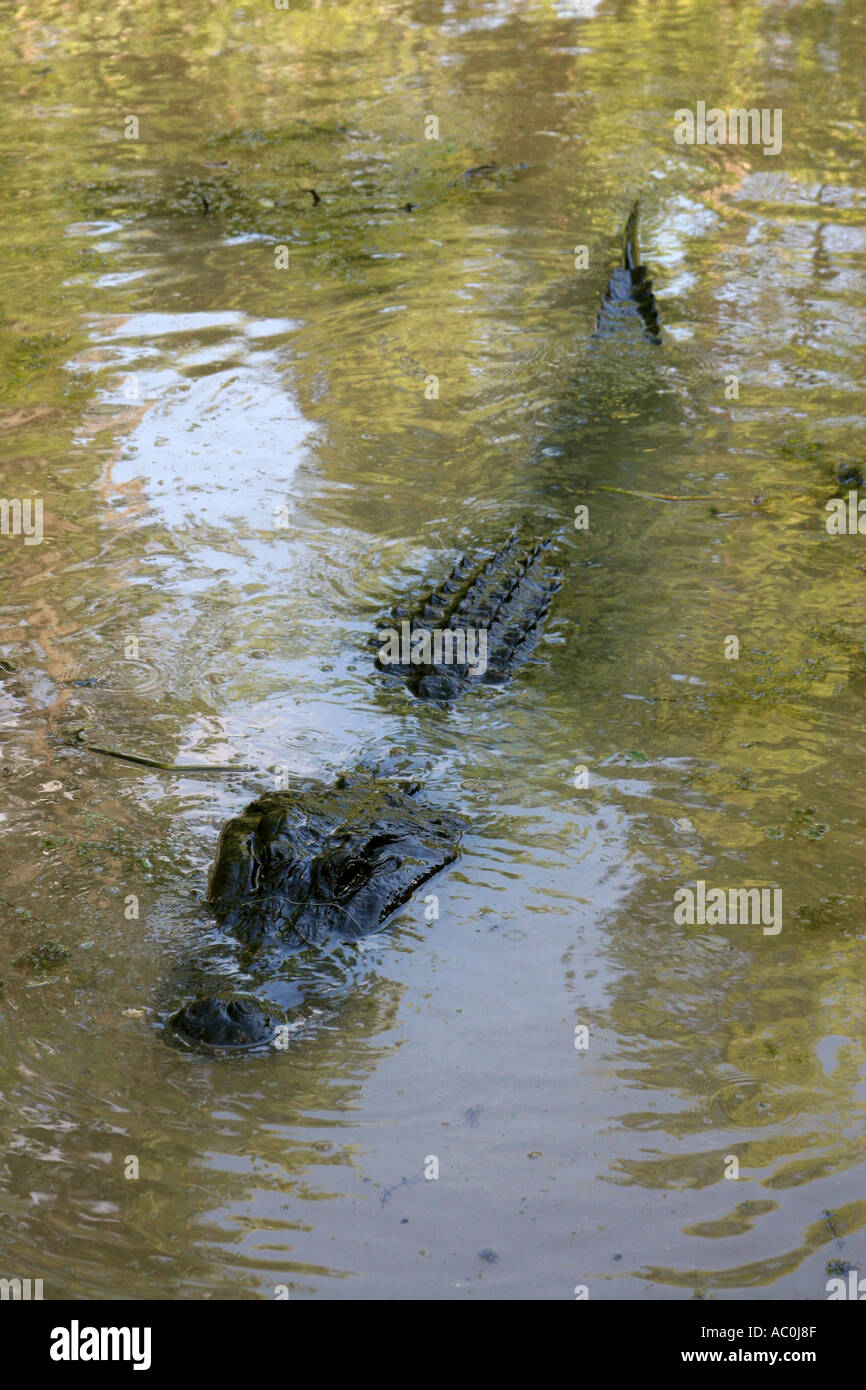 Swamp tour hi-res stock photography and images - Alamy